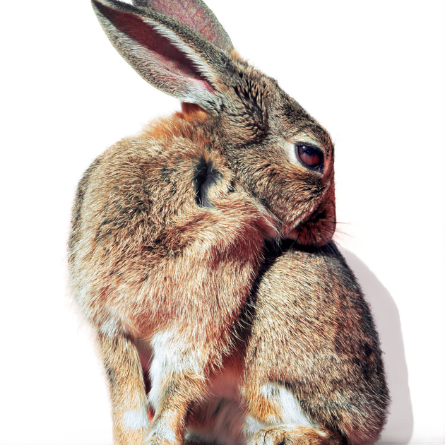 Animals with Long Eyelashes | Cute Animals – Lash Affair